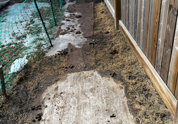 Revenge of Neglected Poop: Dreaded Spring Clean Up - Poo Pickers