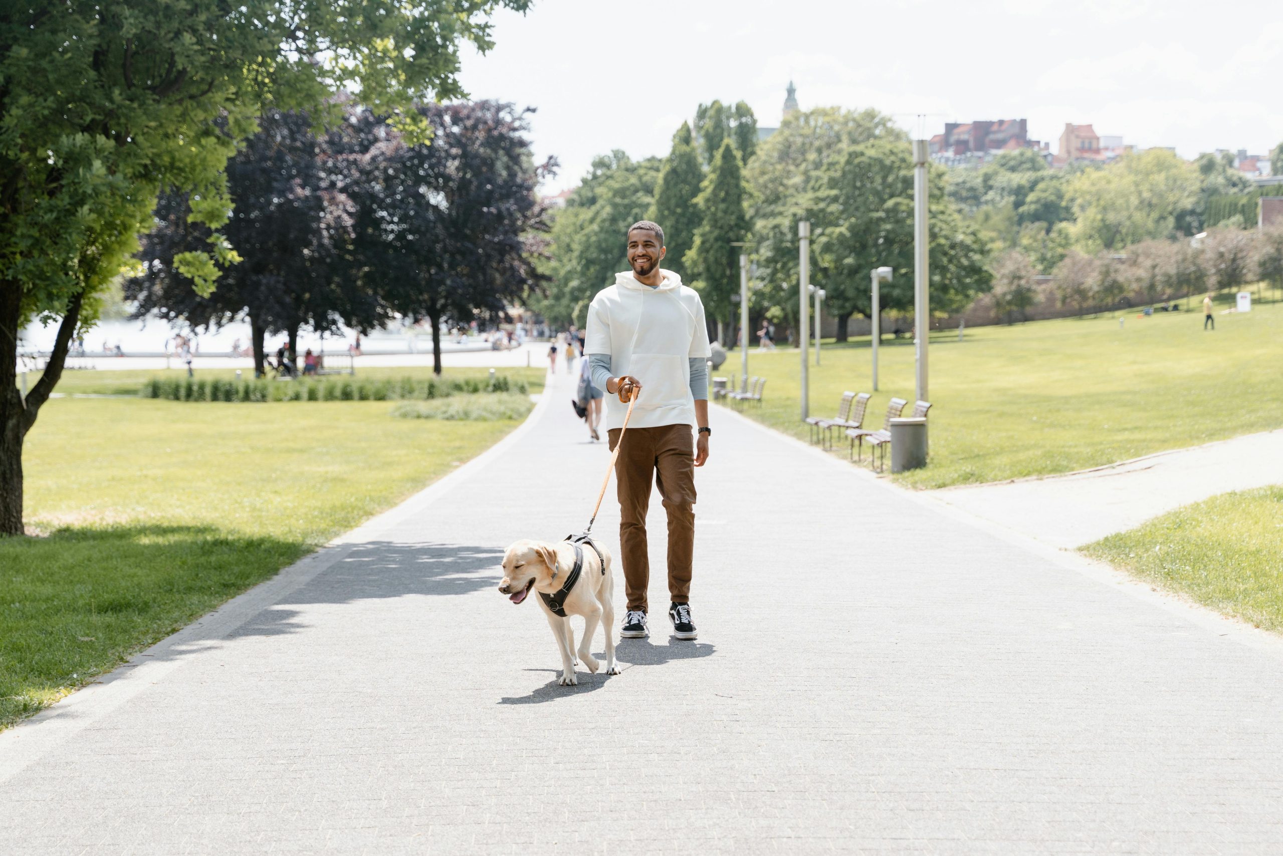 Summer Dog Walking Tips for Edmonton Pet Owners - Poo Pickers
